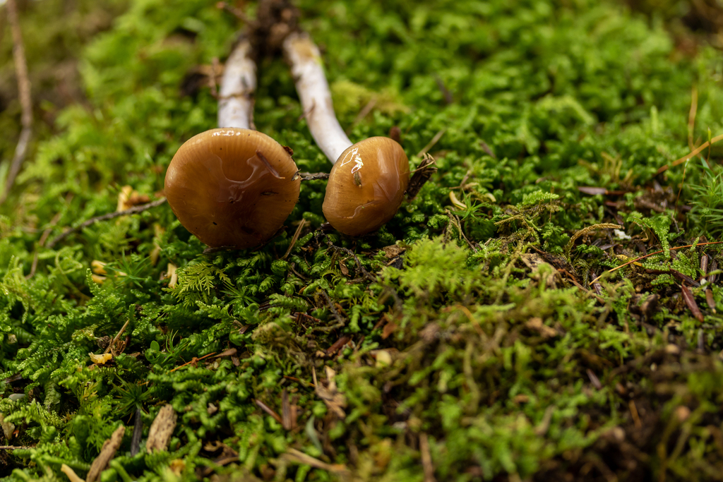Cortinarius stillatitius from Cook Forest State Park, US, PA on ...
