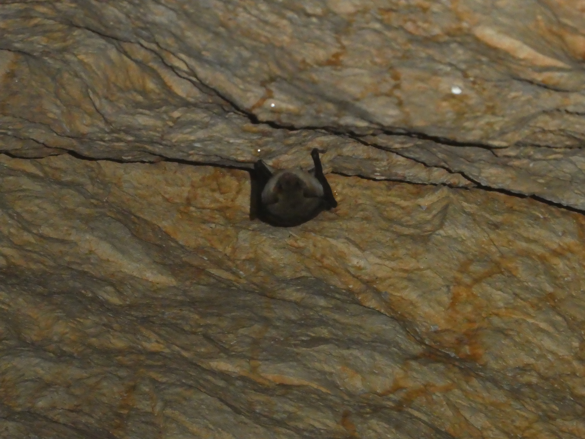 Myotis punicus Felten, Spitzenberger & Storch, 1977