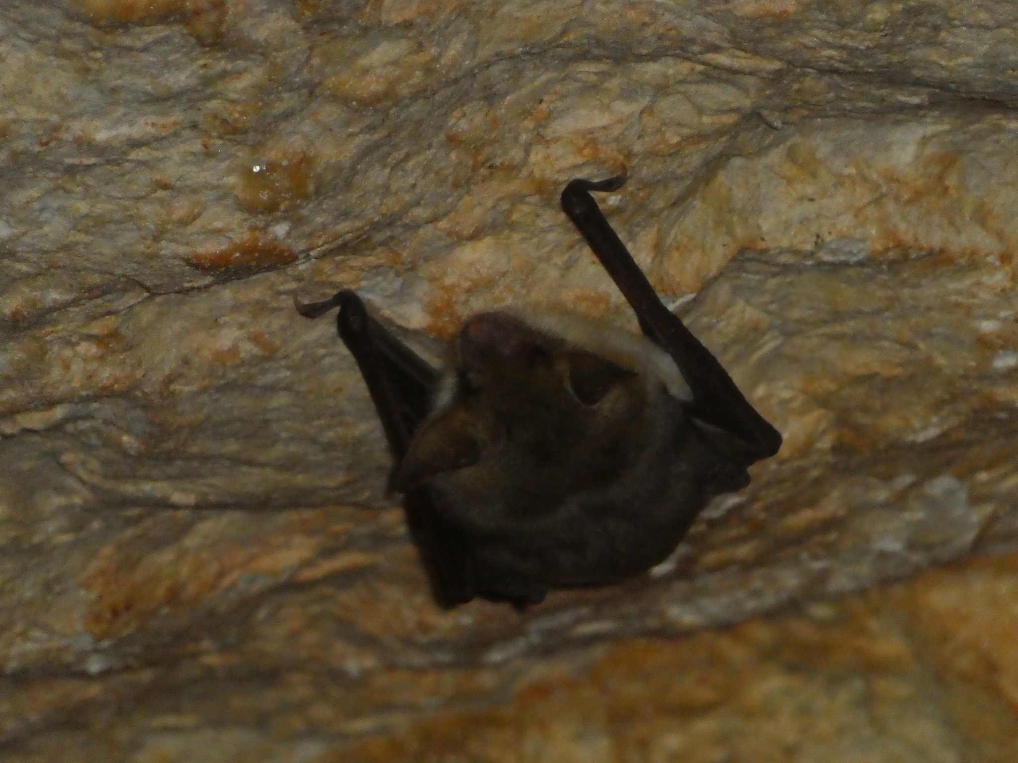 Myotis punicus Felten, Spitzenberger & Storch, 1977
