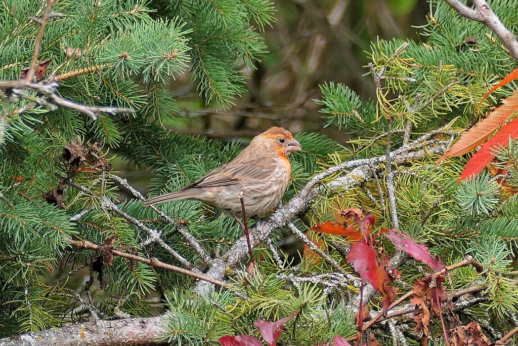 House Finch from Bill Teron Park, Ottawa, ON, CA on September 25, 2022 ...