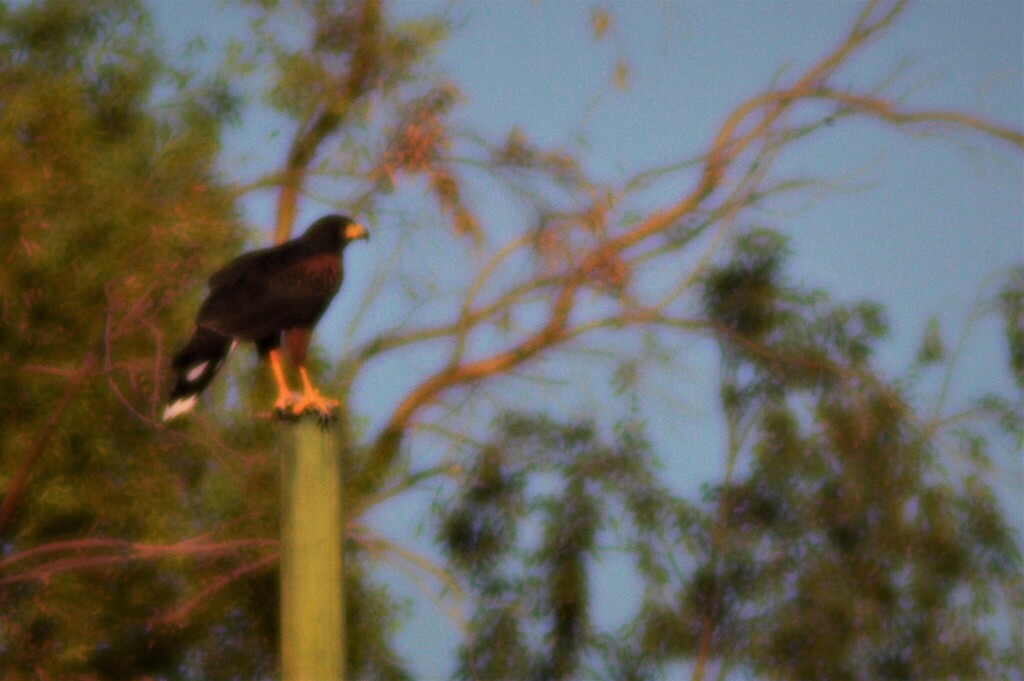 Harris's Hawk from Laguna Campestre, 21387 Mexicali, B.C., México on ...