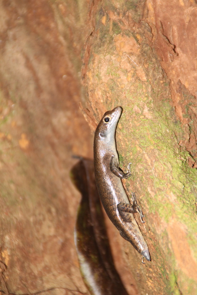 Black Emo Skink from East Rennell World Heritage Site on August 09 ...