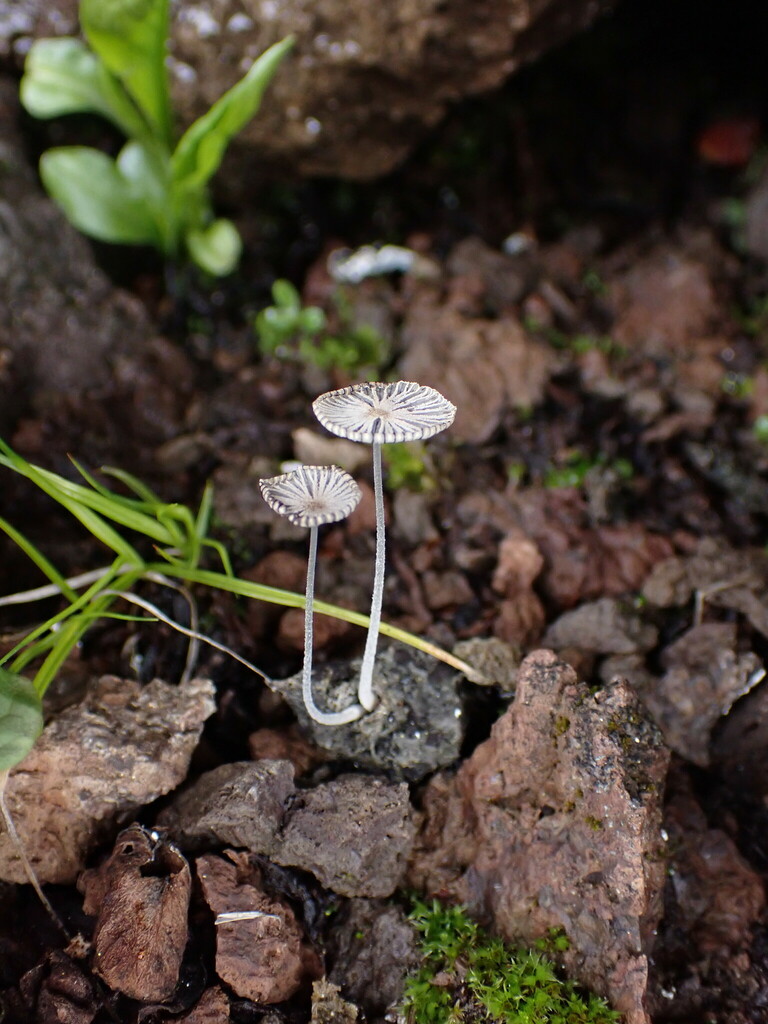 Psathyrellaceae from Tweedsmuir, Cariboo, British Columbia, Canada on ...