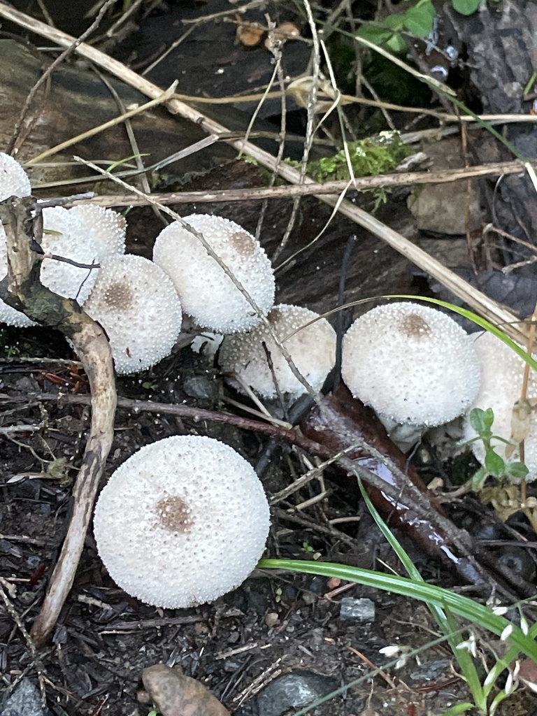 common puffball from Round the Bay Trail, Algonquin Highlands, ON, CA ...