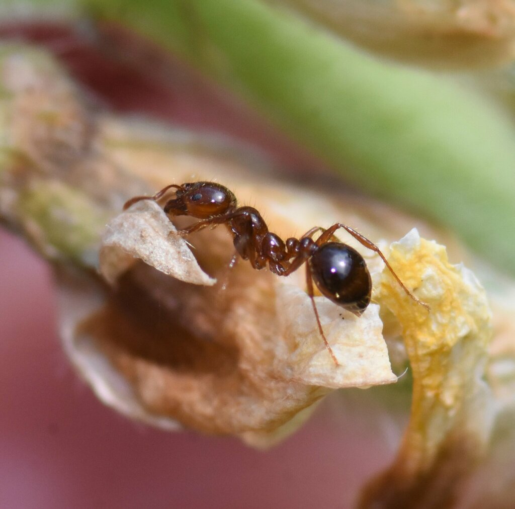 Red Imported Fire Ant from Overtown, Miami, FL, USA on September 25 ...