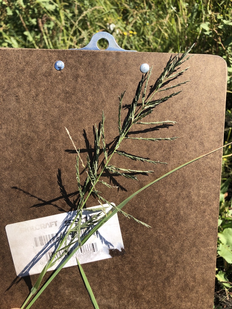 sprangletop from Oakley, CA, US on September 22, 2022 at 10:18 AM by ...