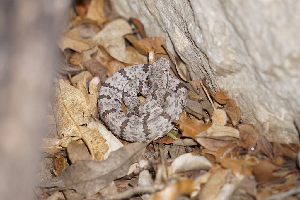 Mottled Rock Rattlesnake from Dryden, TX, US on September 24, 2022 at ...