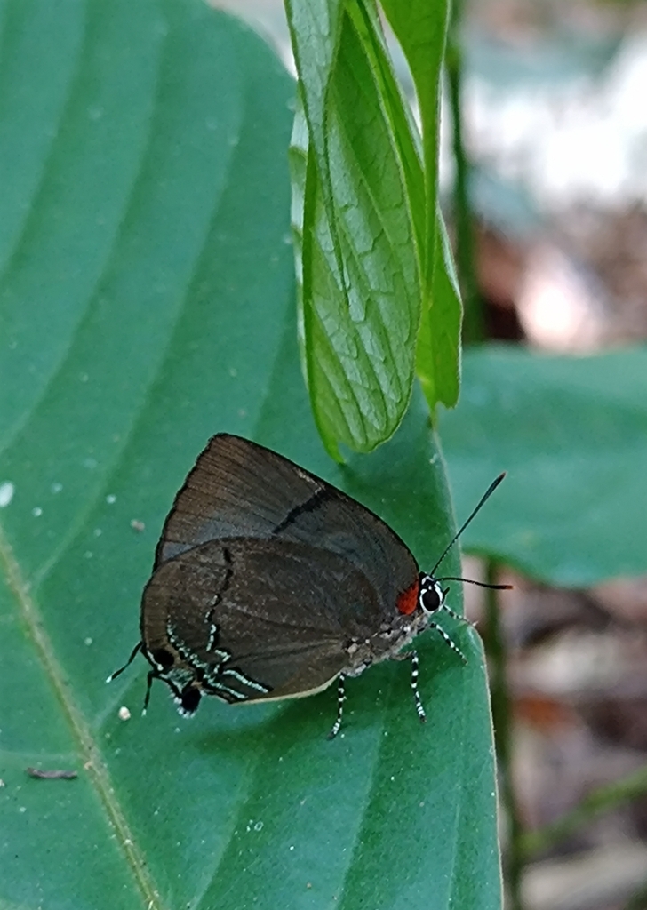 Bitias Hairstreak from Museu da Amazônia - MUSA on September 25, 2022 ...
