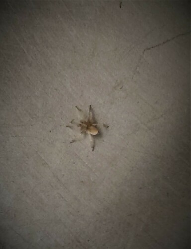 Observations by pamelagunn · iNaturalist