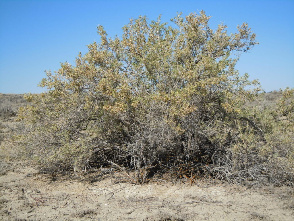 Greasewood (Sarcobatus vermiculatus) - Botanical Realm