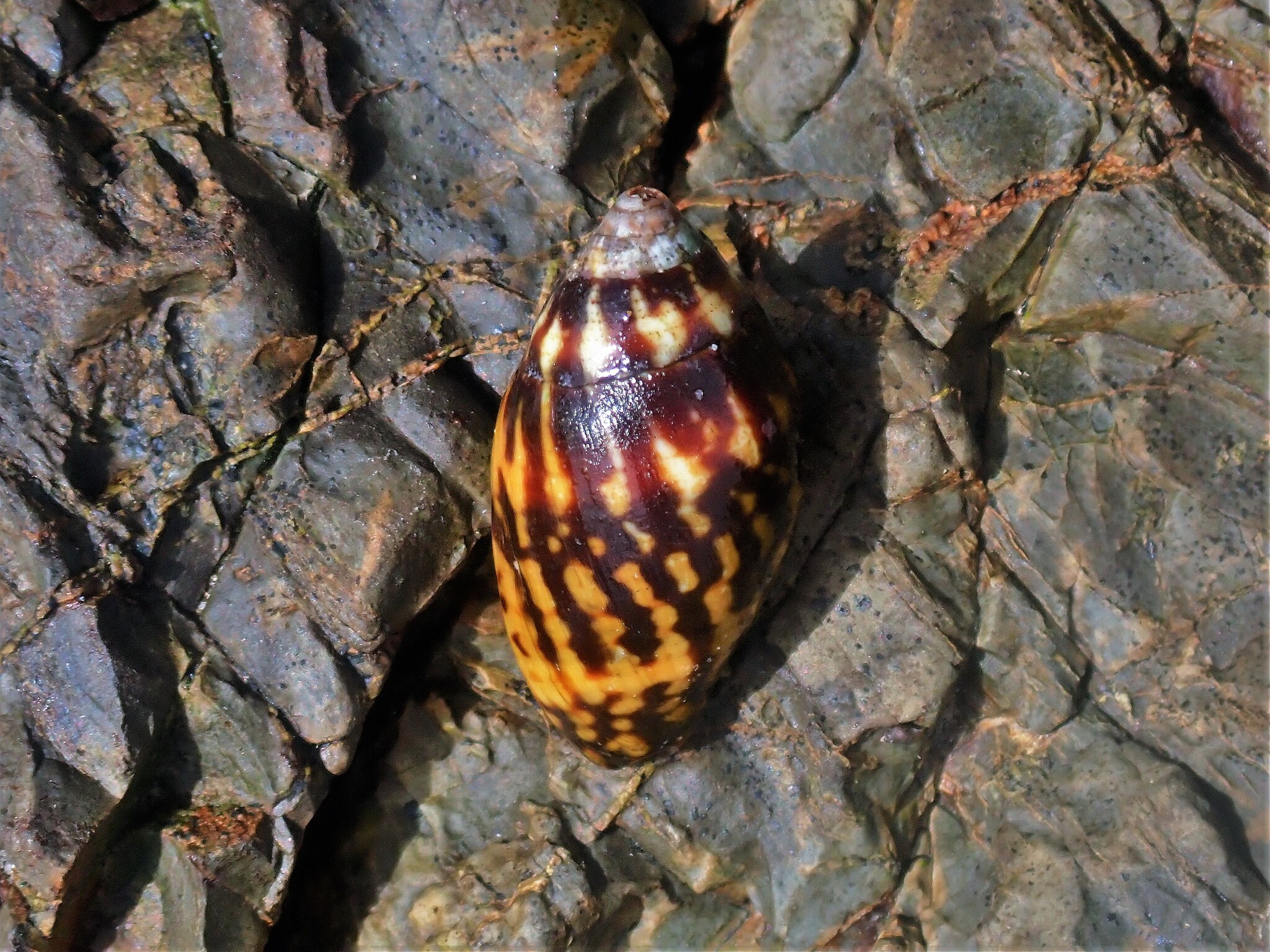 Strigatella litterata (Lamarck, 1811)