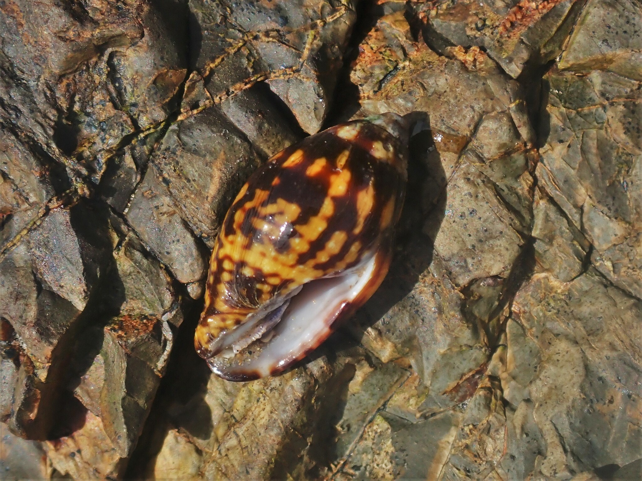 Strigatella litterata (Lamarck, 1811)