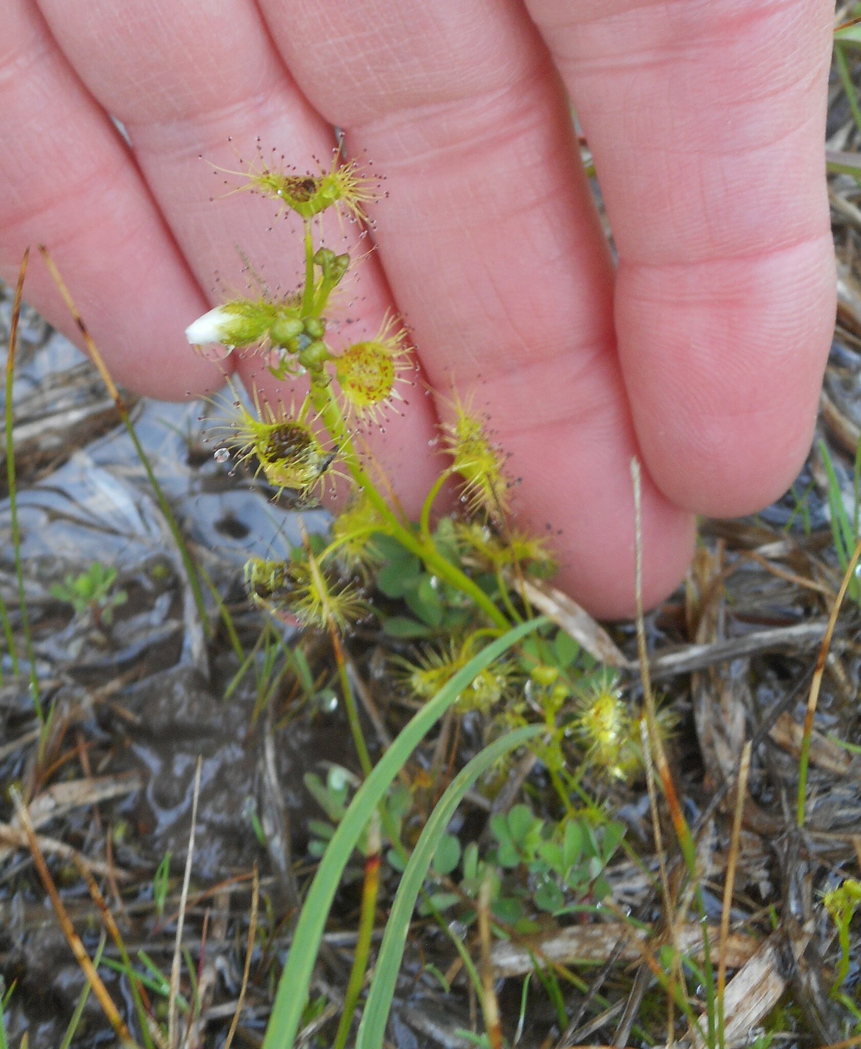 Drosera hookeri R.P.Gibson, B.J.Conn & Conran