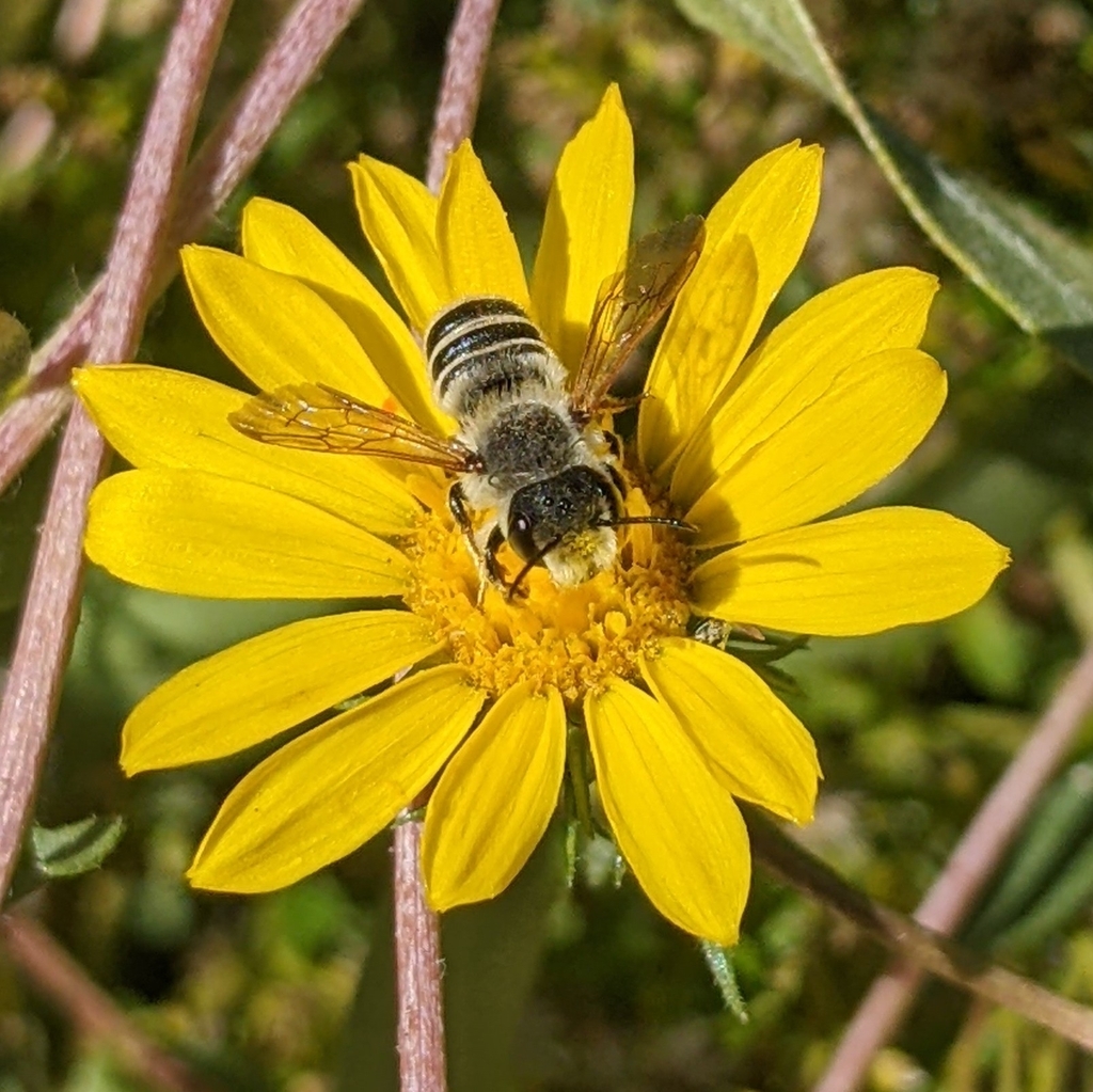 Megachile fidelis from Black Creek, BC V9J, Canada on September 21 ...