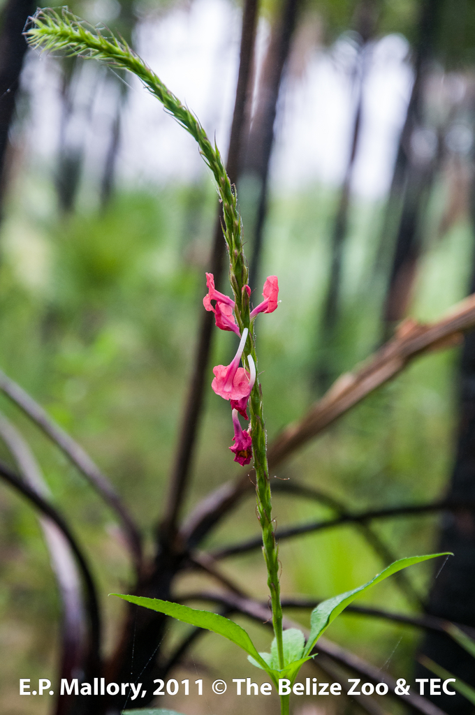 Red Porterweed (Stachytarpheta miniacea) - Botanical Realm