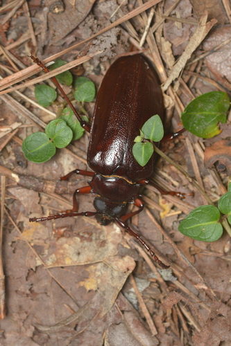 Observations by hydaticus · iNaturalist