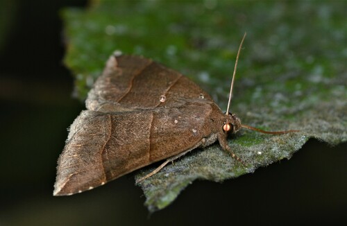 Observations by hydaticus · iNaturalist