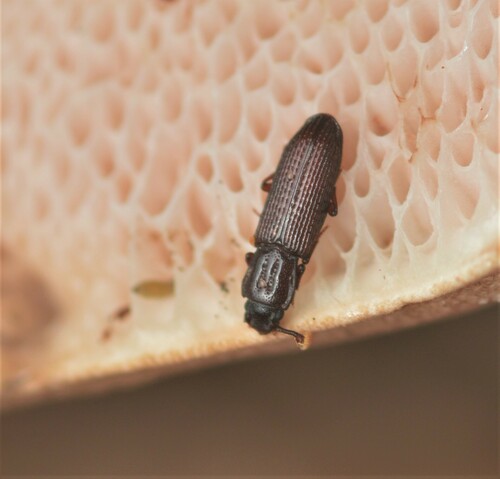 Observations by hydaticus · iNaturalist