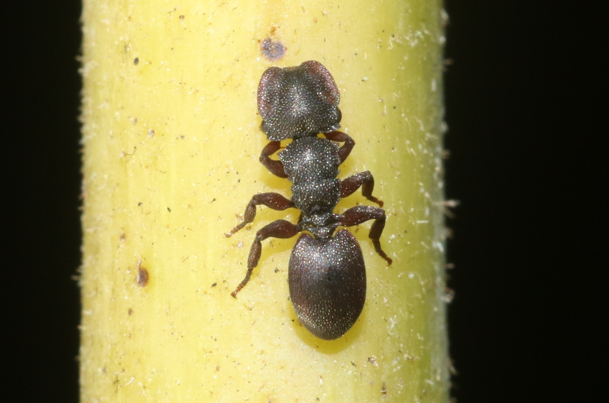 Cephalotes varians (Smith, 1876)