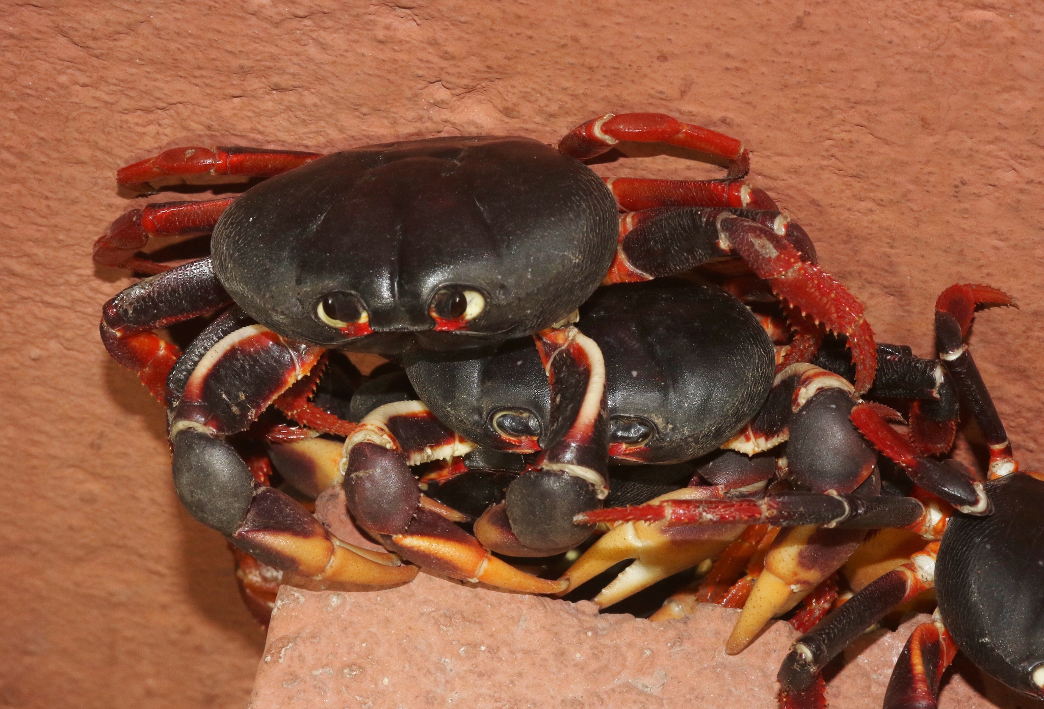 Gecarcinus ruricola (Linnaeus, 1758)