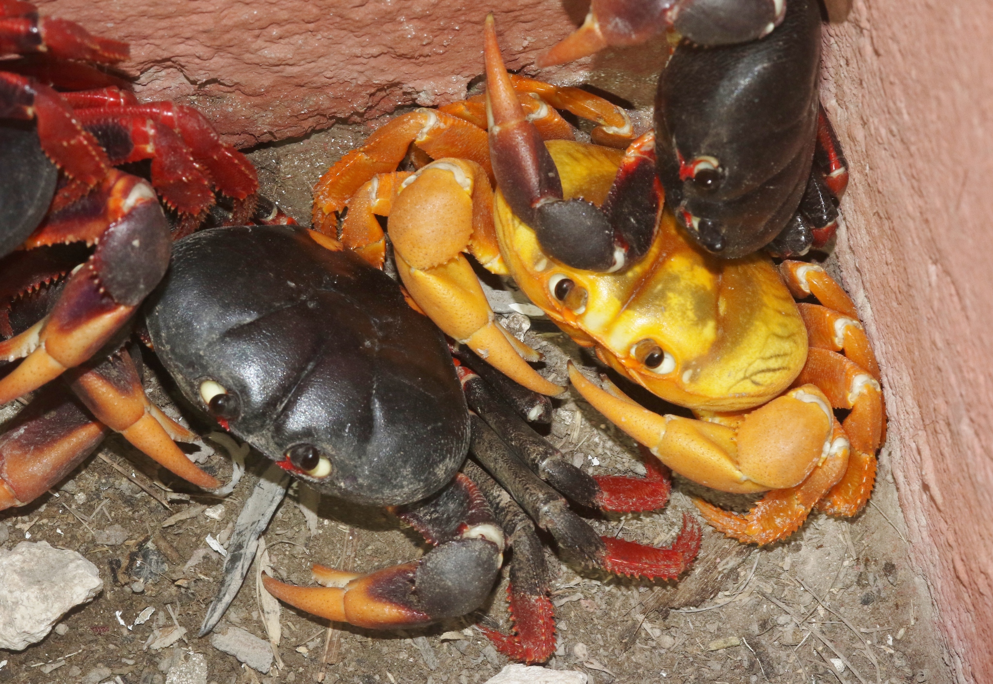 Gecarcinus ruricola (Linnaeus, 1758)