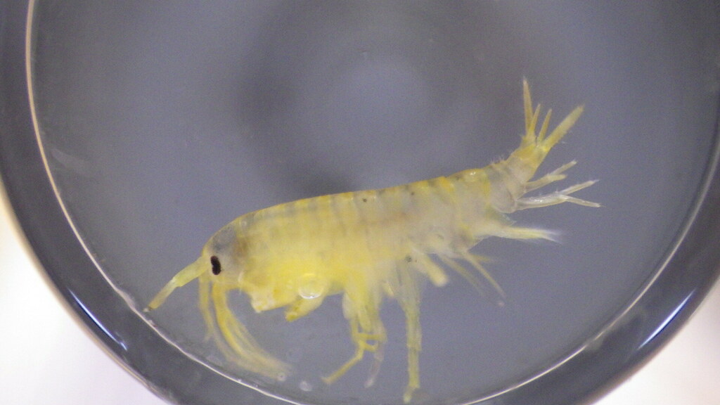 Gammarus from Northwest Philadelphia, Philadelphia, PA, USA on ...