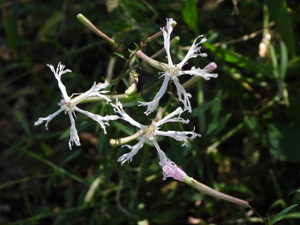 Silene fortunei from Laoshan District, Qingdao, Shandong, China on ...