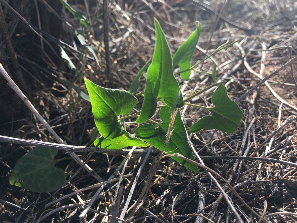 southwestern pipevine from New River, Phoenix, AZ, US on September 25 ...