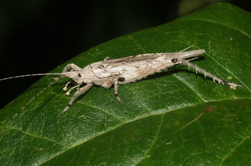 Hapithus eumeles · iNaturalist