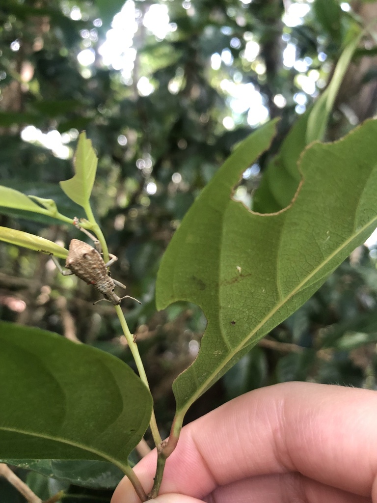 Leptopius from Cape Tribulation, QLD, AU on September 27, 2022 at 09:22 ...
