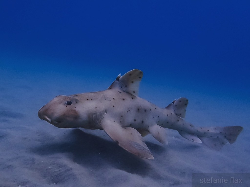 Horn Shark (Saltwater Fish of California) · iNaturalist