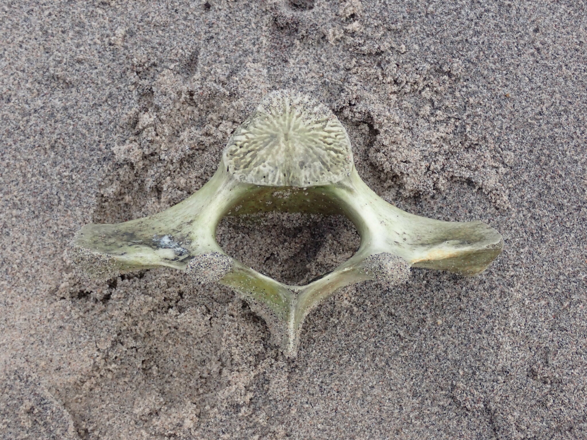 Monodon monoceros Linnaeus, 1758