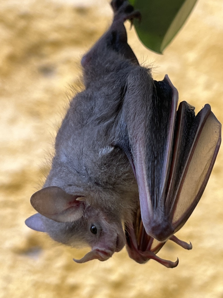 Fig-Eating Bat – @uncharismatic-fauna on Tumblr
