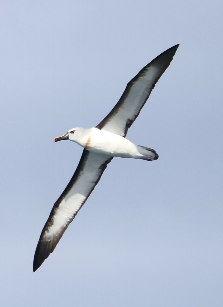 Atlantic Yellow-nosed Albatross (Birds in new Zealand ) · iNaturalist
