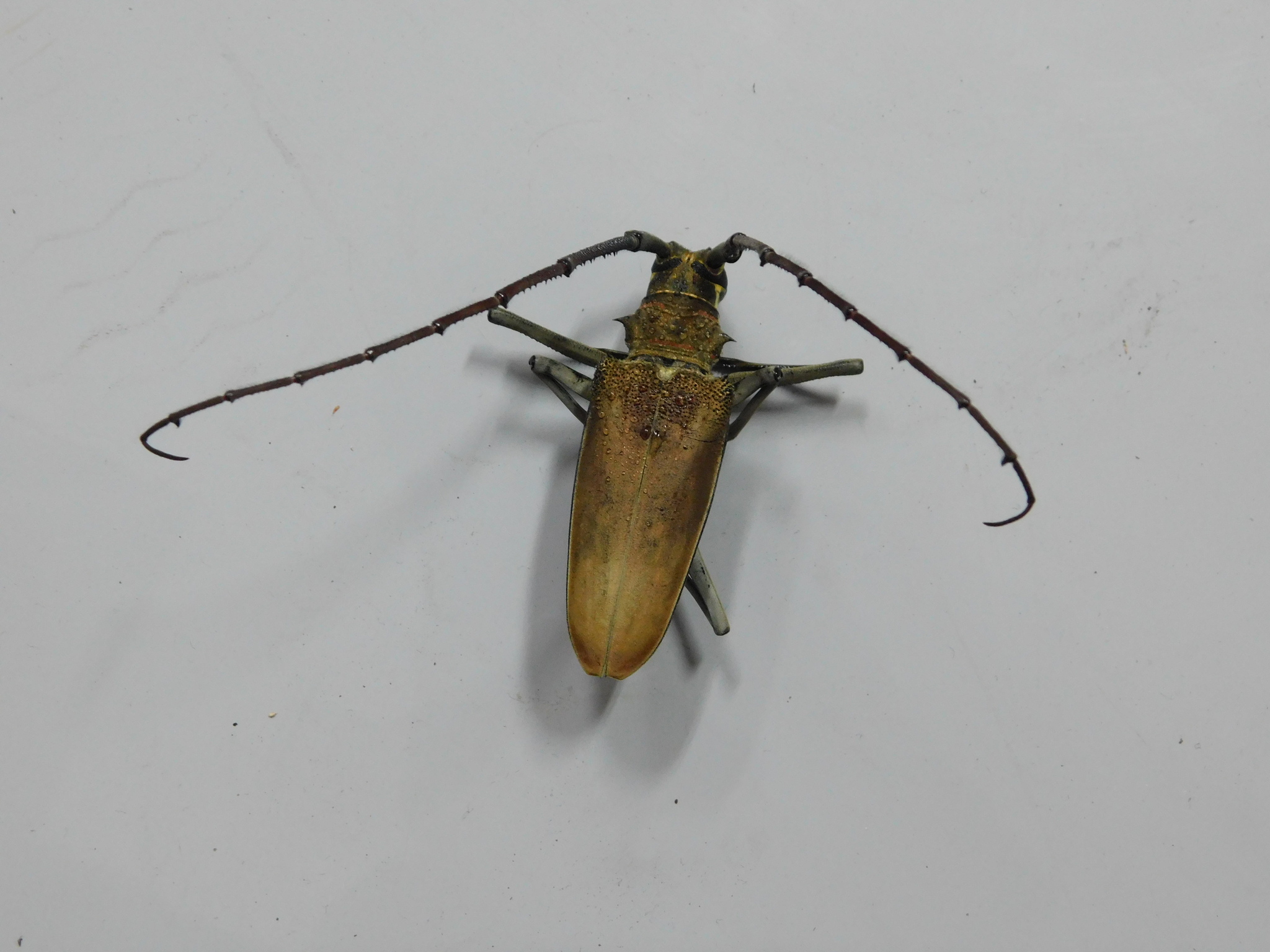 Batocera numitor Newman, 1842