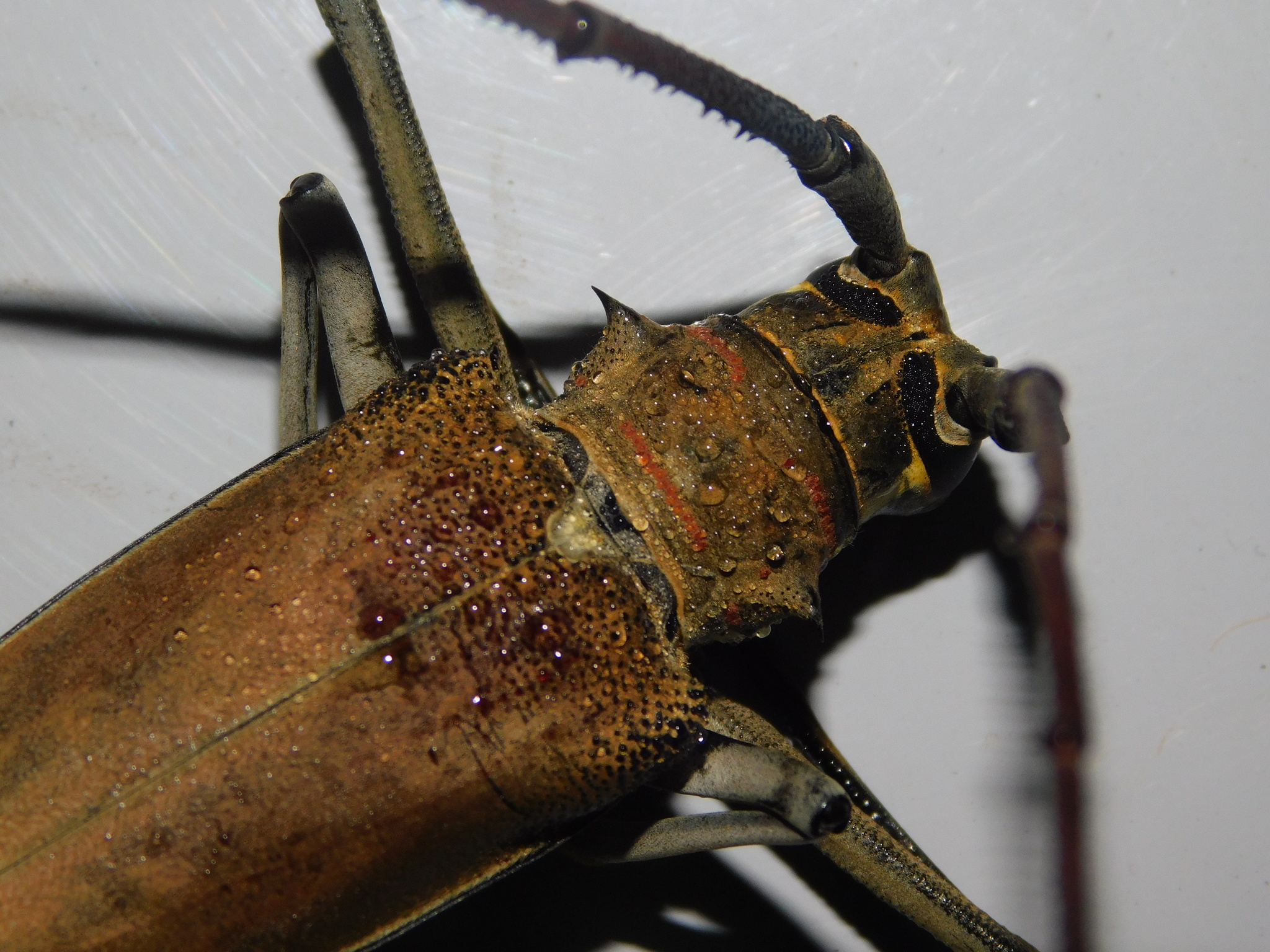 Batocera numitor Newman, 1842