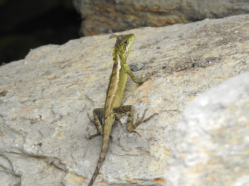 East Himalayan Mountain Lizard from North Sikkim, Sikkim, India on ...