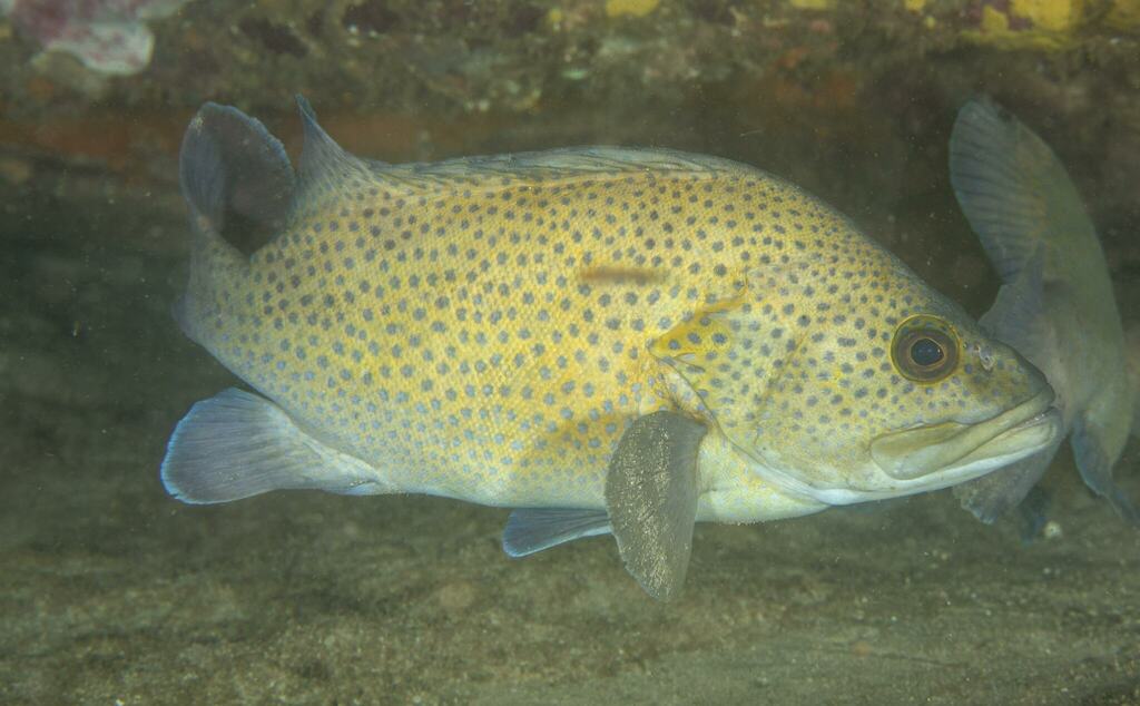 Eastern Wirrah (Fishes of Cabbage Tree Bay Aquatic Reserve, Sydney ...