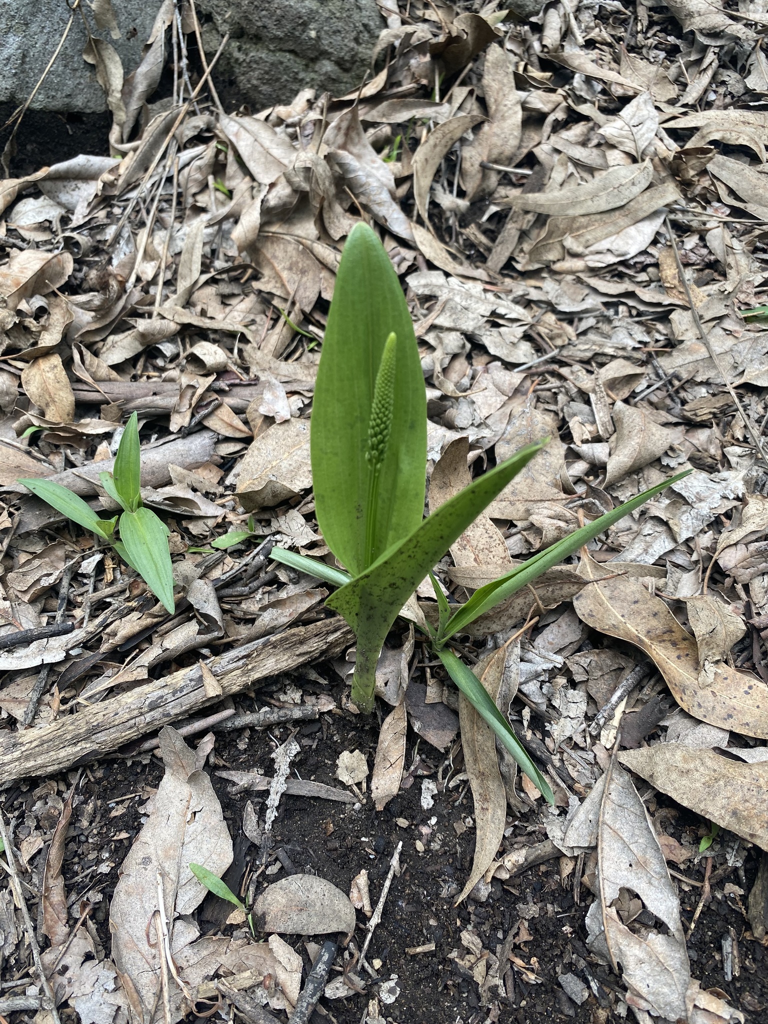 Malaxis myurus (Lindl.) Kuntze