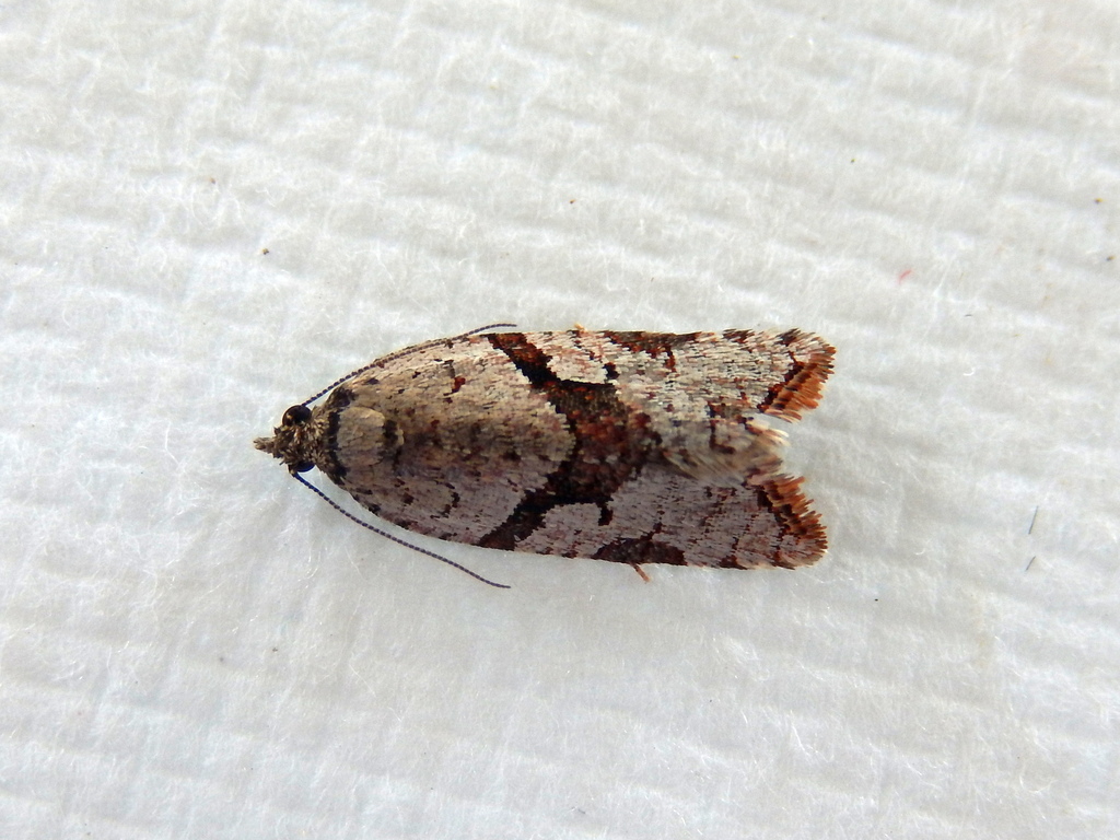 Striking Tortrix Moth from Sydney NSW, Australia on September 26, 2022 ...