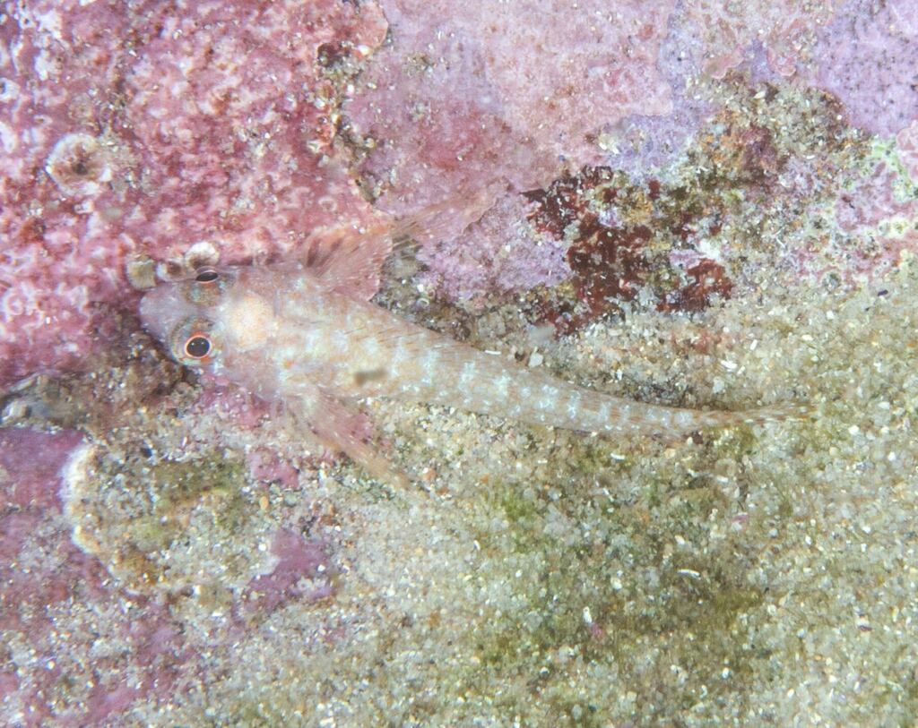 Clark's Threefin from 1 Bower Ln, Manly NSW 2095, Australia on ...