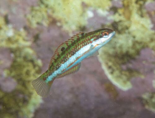 Christmas Wrasse (Fishes of Cabbage Tree Bay Aquatic Reserve, Sydney ...