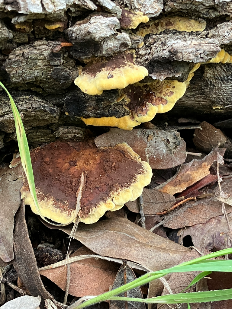 Mustard Yellow Polypore from Cochise, Arizona, United States on August ...