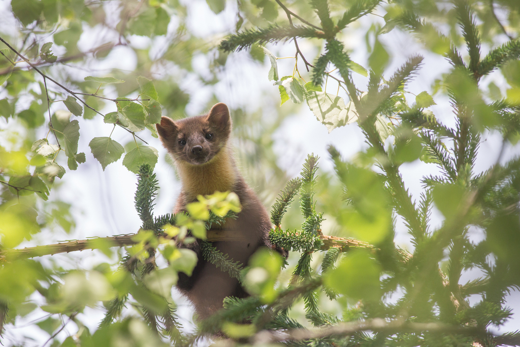 Eurasian Pine Marten from Talmensky District, Altai Krai, Russia on ...