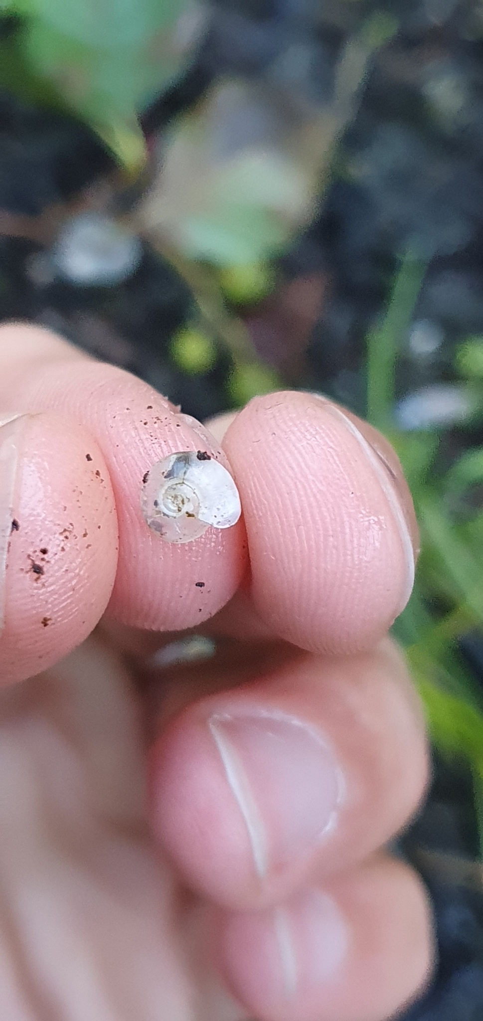 Segmentina nitida (O.F.Müller, 1774)