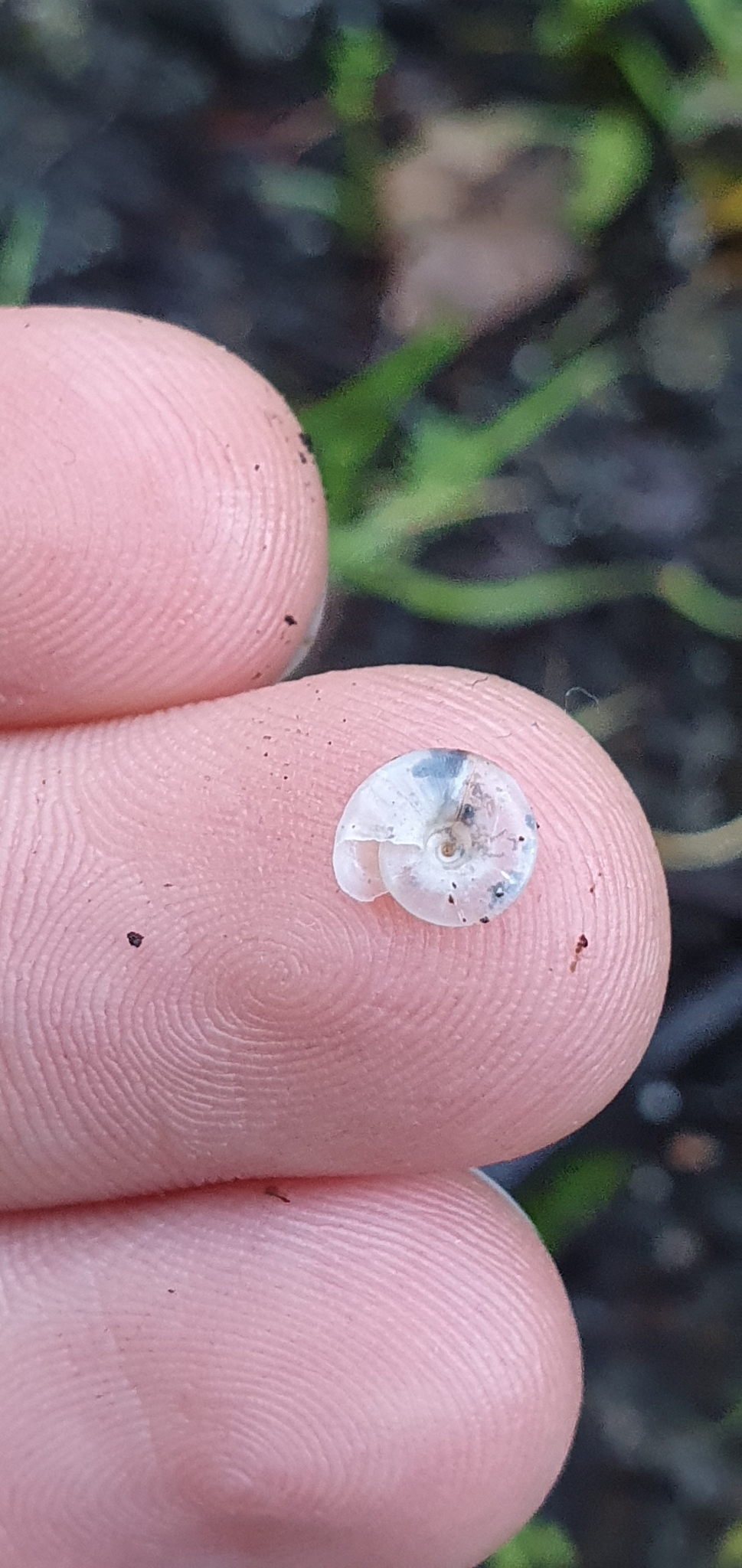 Segmentina nitida (O.F.Müller, 1774)