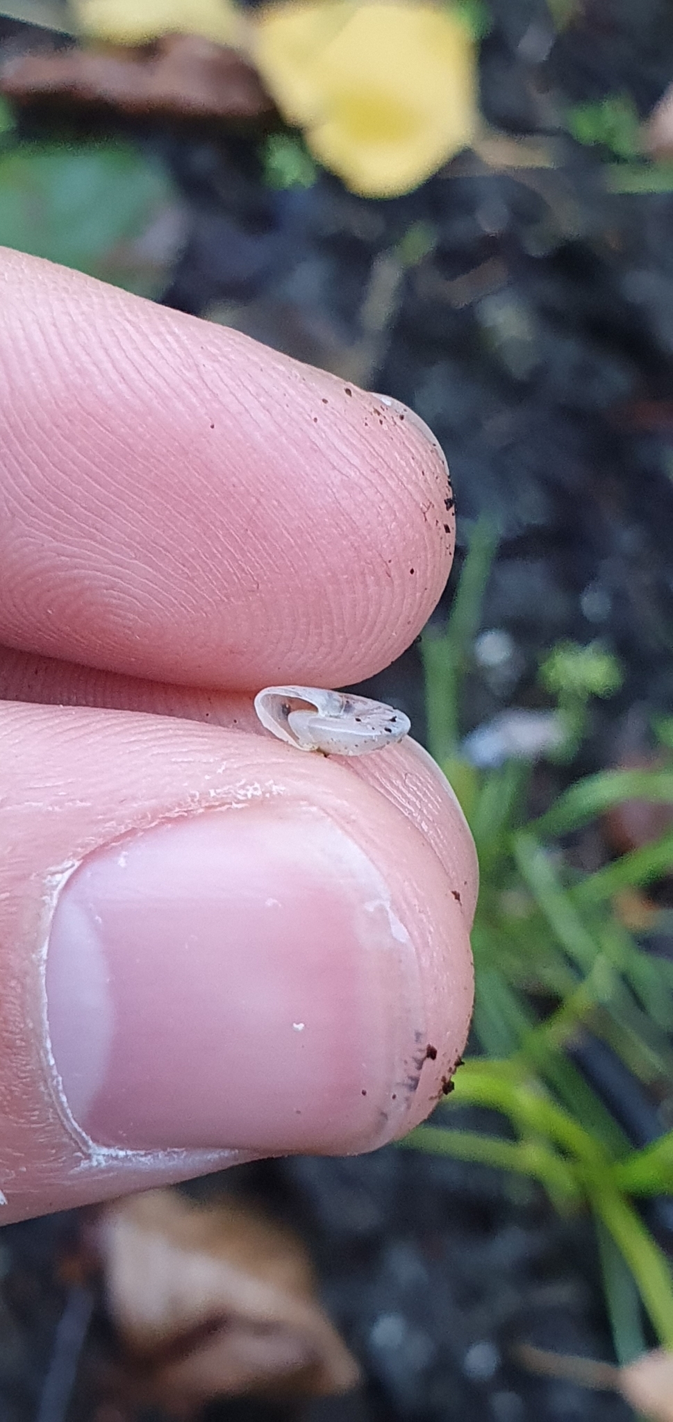 Segmentina nitida (O.F.Müller, 1774)