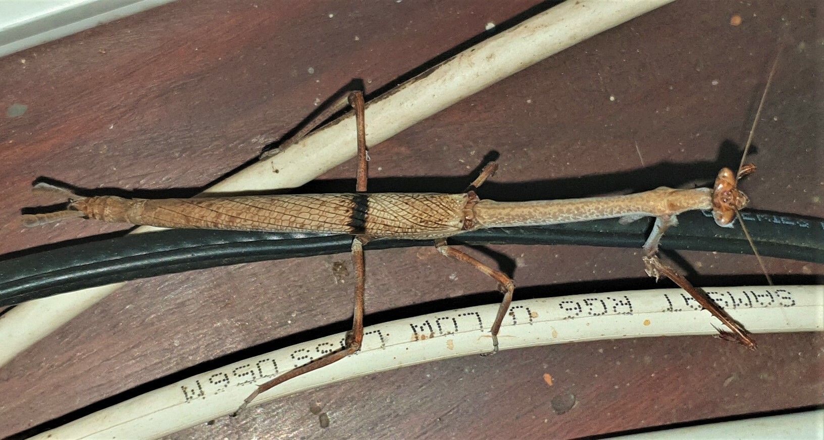 Toxoderidae