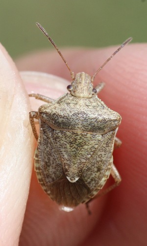 Jumil (Euschistus strenuus)