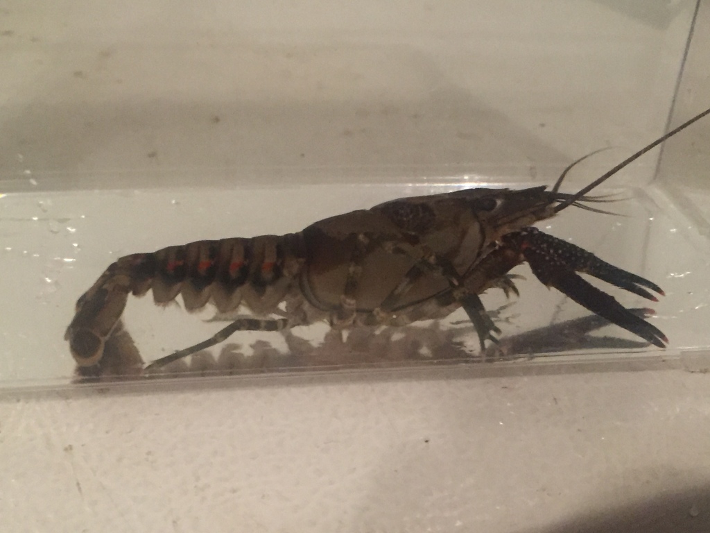 Ogeechee Crayfish (Crayfishes of Georgia) · iNaturalist